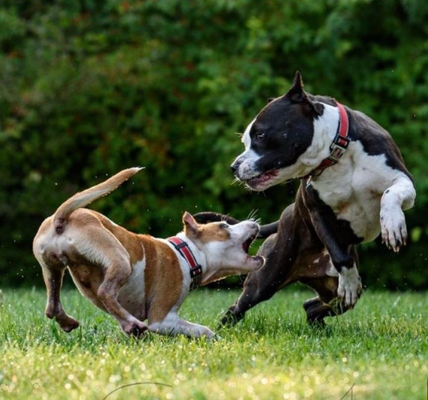 Lo que debes saber/hacer si un perro ataca a tu perro - ContraRéplica ...