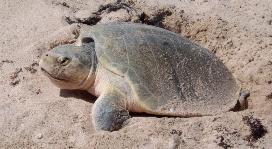 Con participación ciudadana, protegen especie de tortuga lora ...