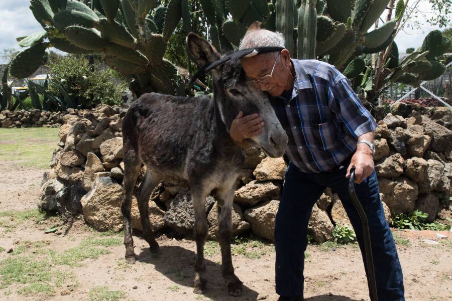 Crean una raza de burro “100 por ciento” mexicana - ContraRéplica ...