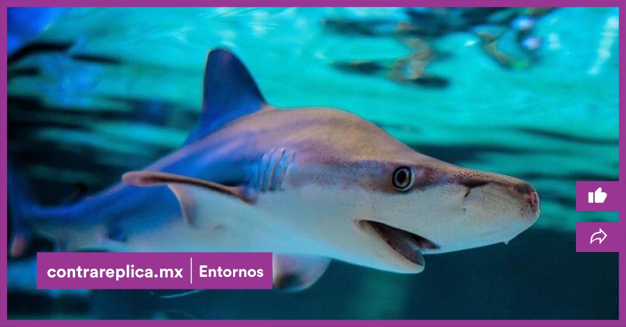 ¿Cómo la temperatura del océano determina la biodiversidad marina ...