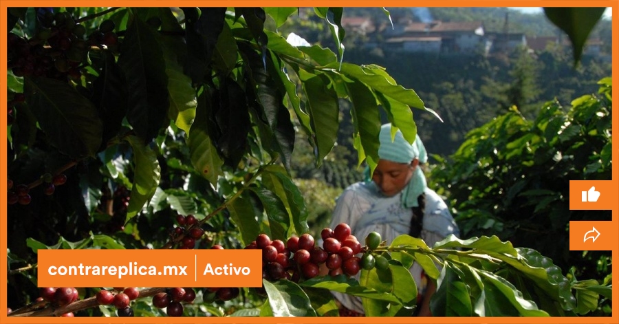 Plantean crear un nuevo Instituto Mexicano del Café - ContraRéplica ...