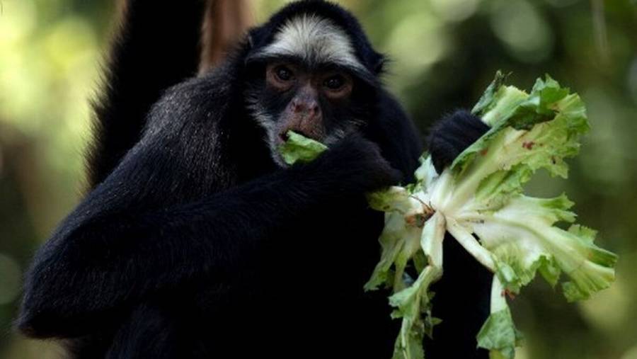 Siete especies de primates de Latinoamérica entre las 25 más amenazadas ...