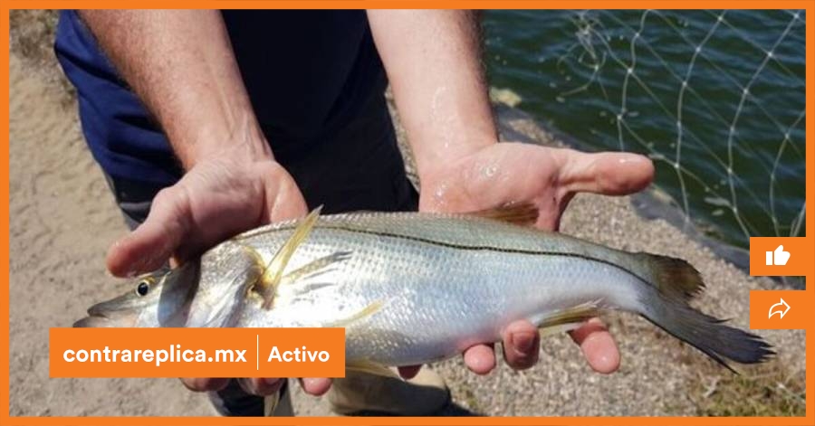 Apuesta Agricultura al robalo, pez de agua dulce y salada, para ...