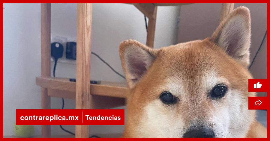 Cheems, el icónico perrito con amsiedad es diagnosticado con cáncer ...