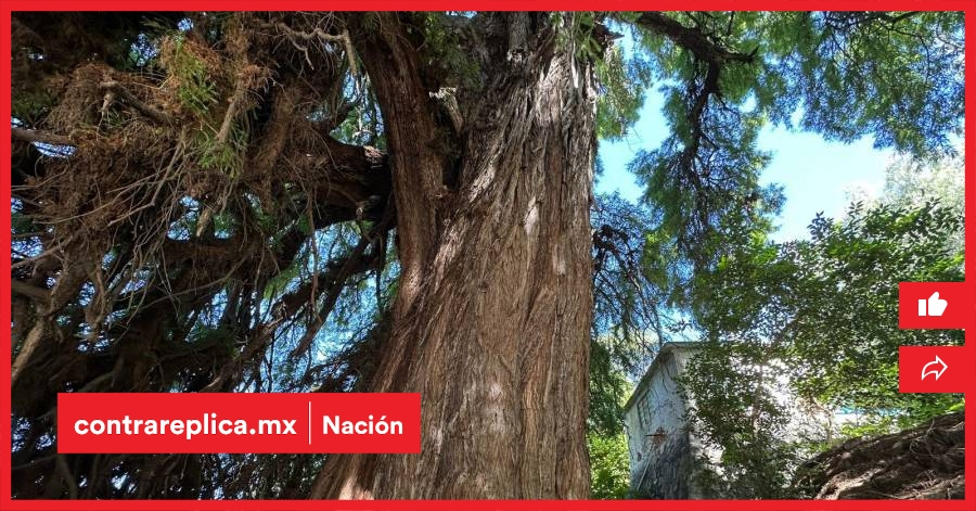 Gobierno de Puebla trabajará para recueperar ahuehuete de Acuexcomac ...