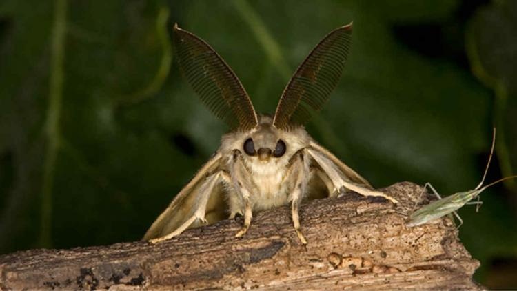 Polillas gitanas: Washington ahora tiene otro bicho por el cual ...